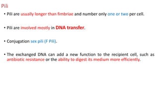 Introduction to bacteria | PPT