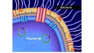 Introduction to bacteria | PPT