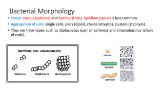 Introduction to bacteria | PPT