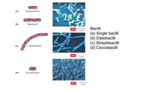 Introduction to bacteria | PPT