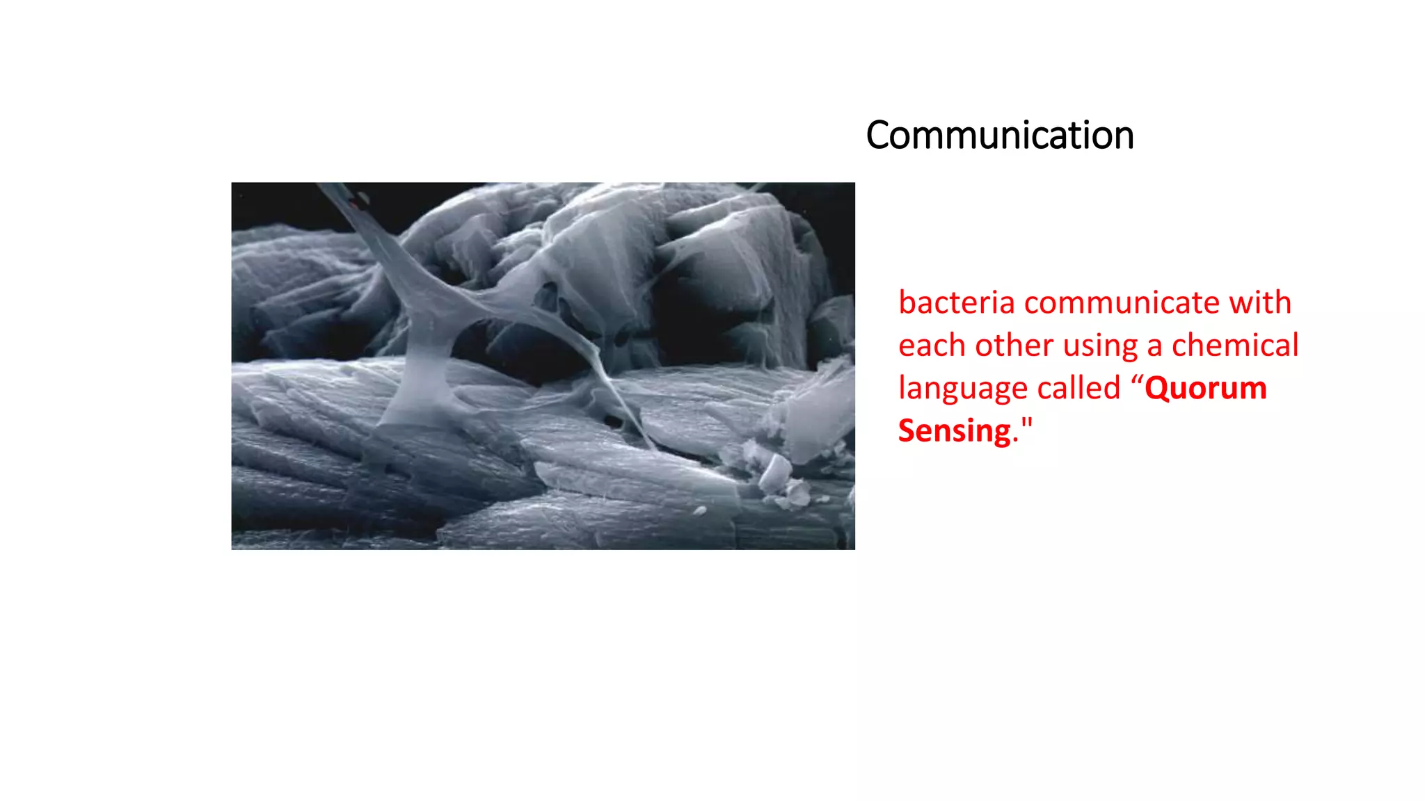 History of microbiology | PPTX
