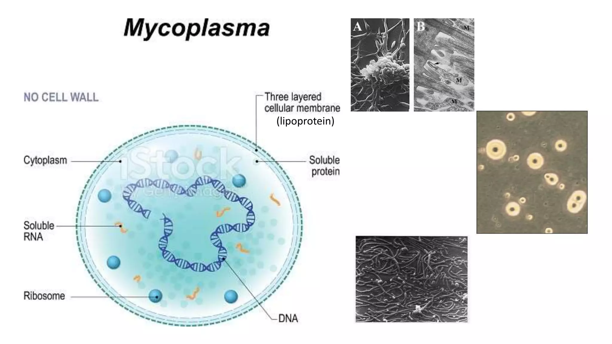 Mycoplasmas | PPTX