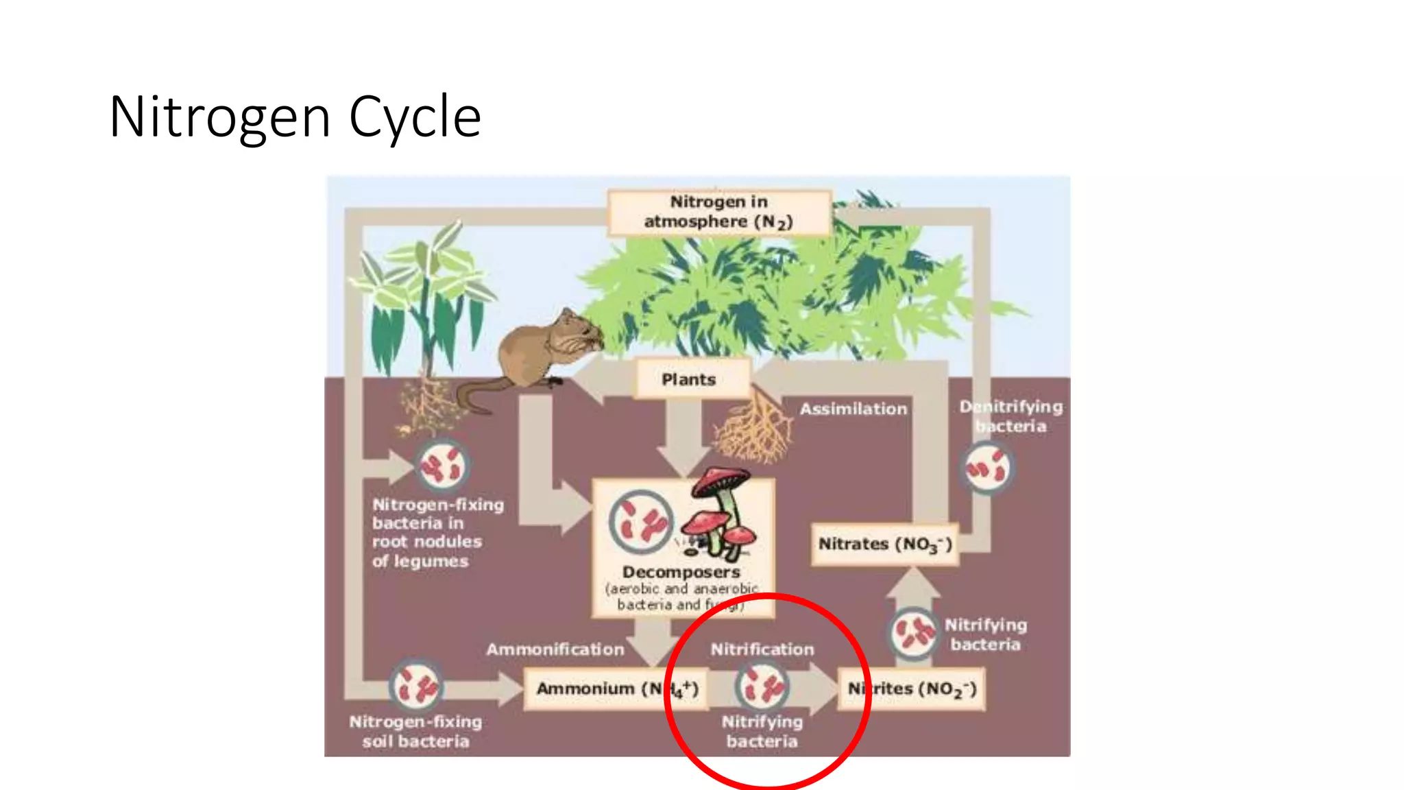 Nitrogen cycle | PPTX