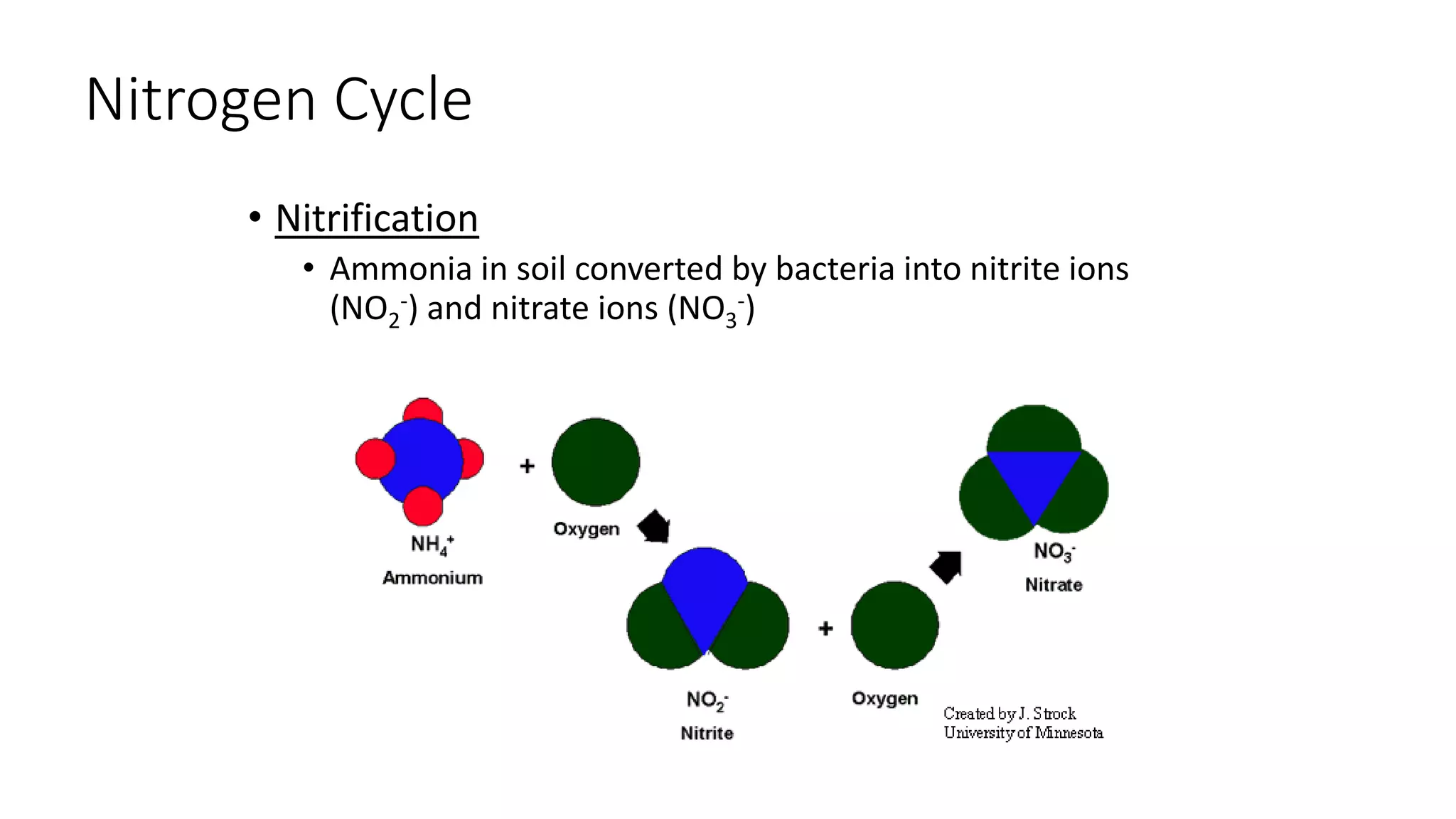 Nitrogen cycle | PPTX
