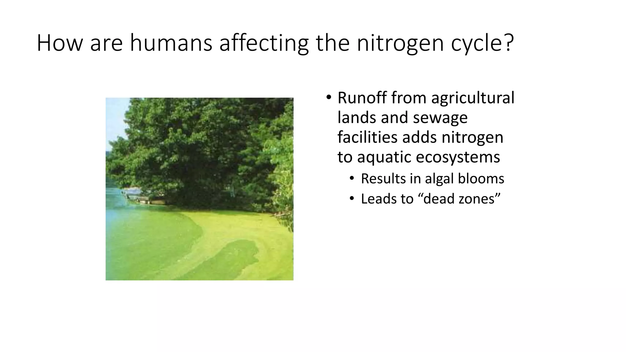 Nitrogen cycle | PPTX