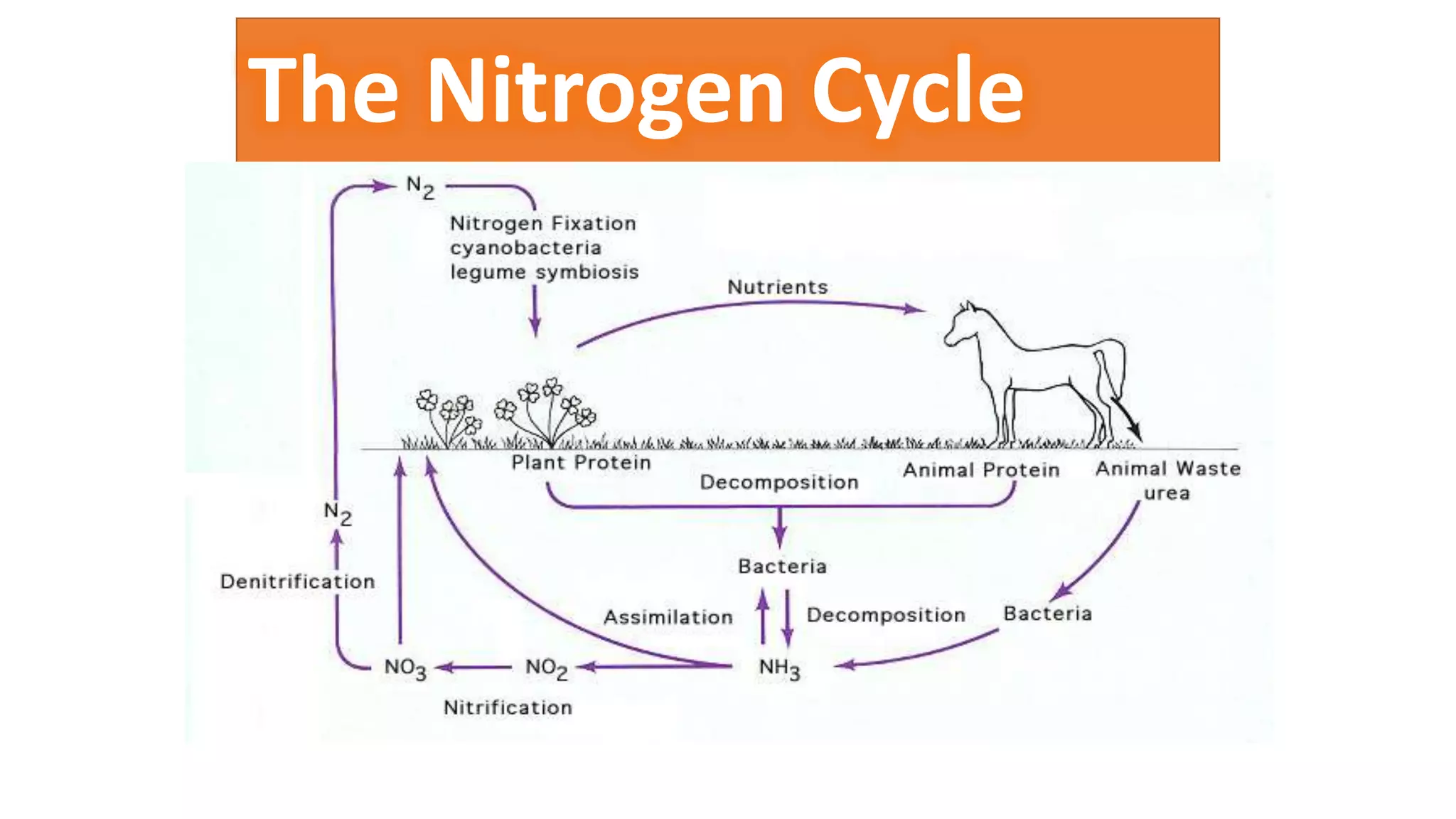 Nitrogen cycle | PPTX