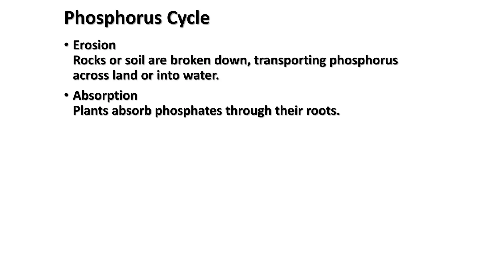 Phosphorus Cycle Ppt