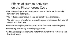 Phosphorus cycle | PPTX