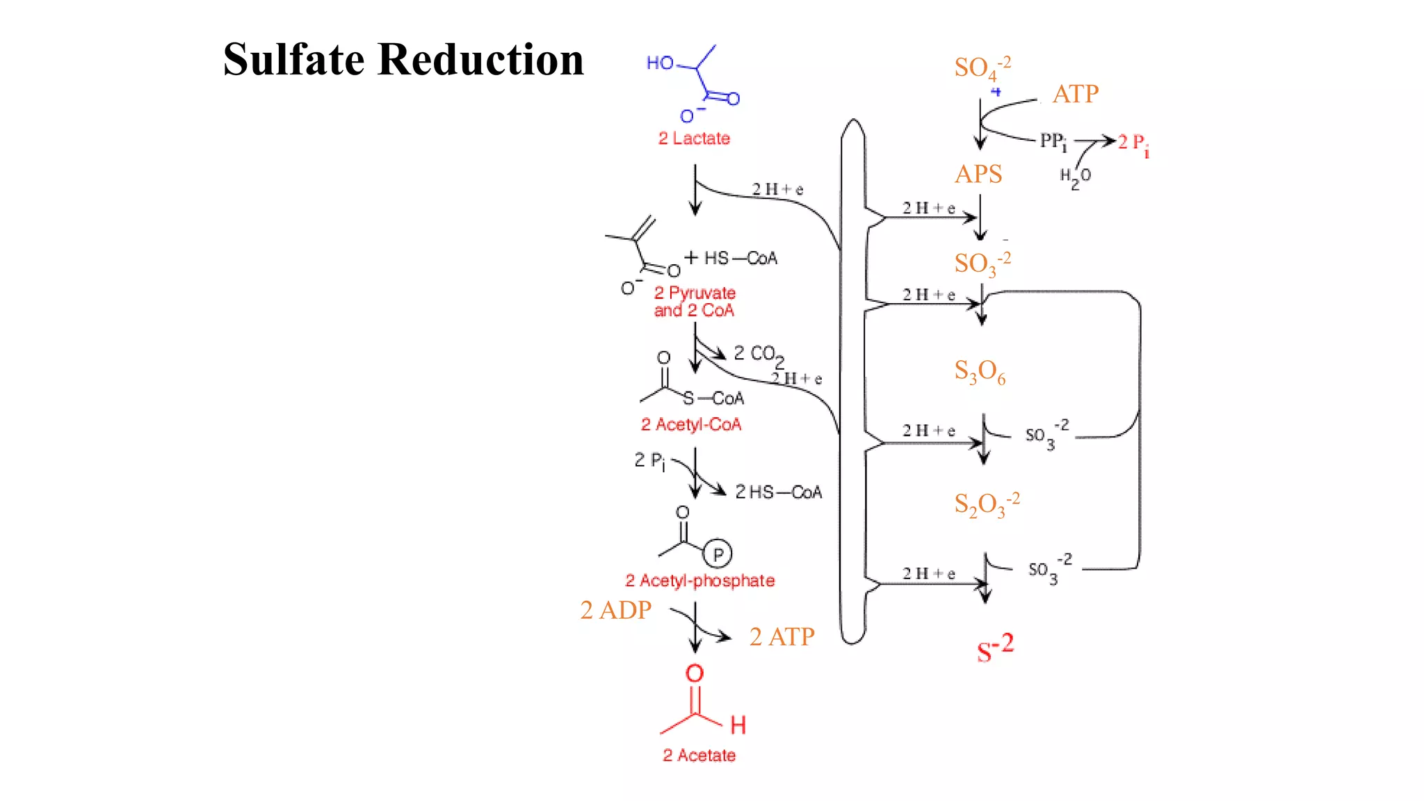 Sulphur cycle | PPTX