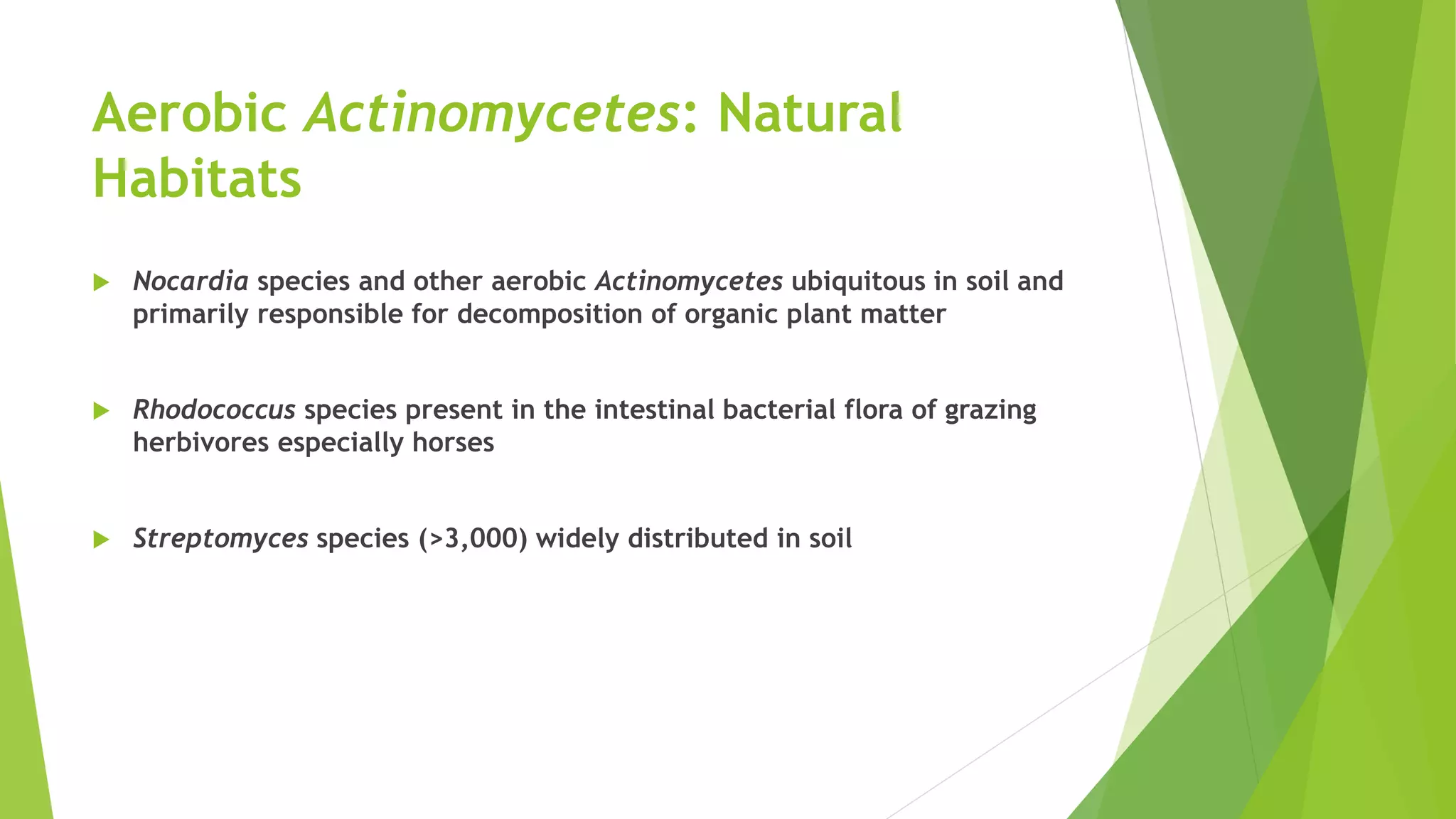 Actinomycetes | PPTX