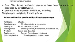 Actinomycetes | PPTX