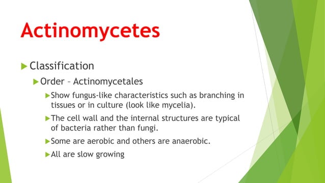 Actinomycetes | PPTX