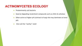 Actinomycetes | PPTX
