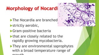 Actinomycetes | PPTX