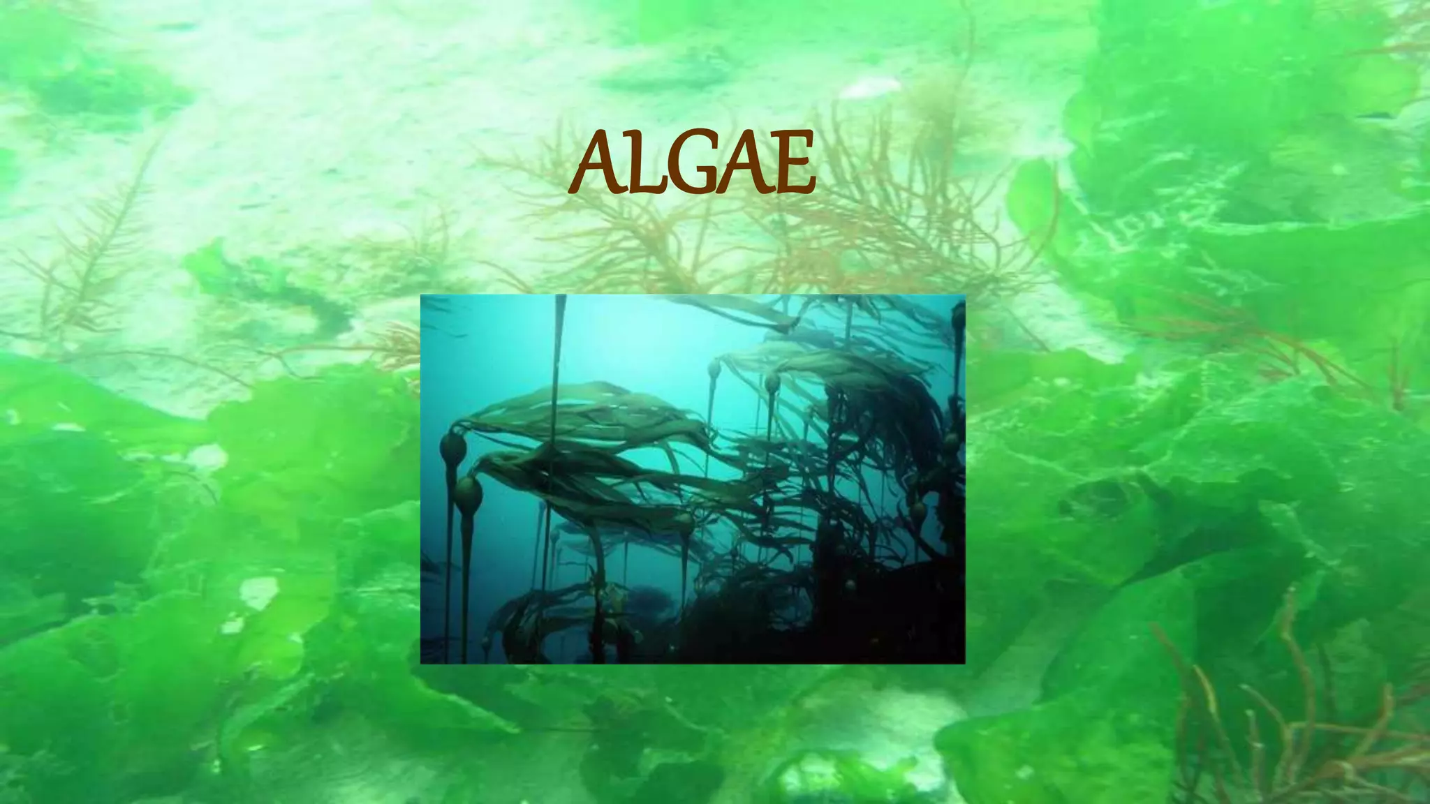 Algae | PPTX | Biological Sciences | Science
