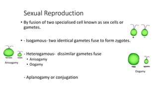 Algae | PPTX | Biological Sciences | Science