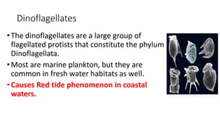 Algae | PPTX | Biological Sciences | Science