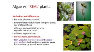 Algae | PPTX | Biological Sciences | Science