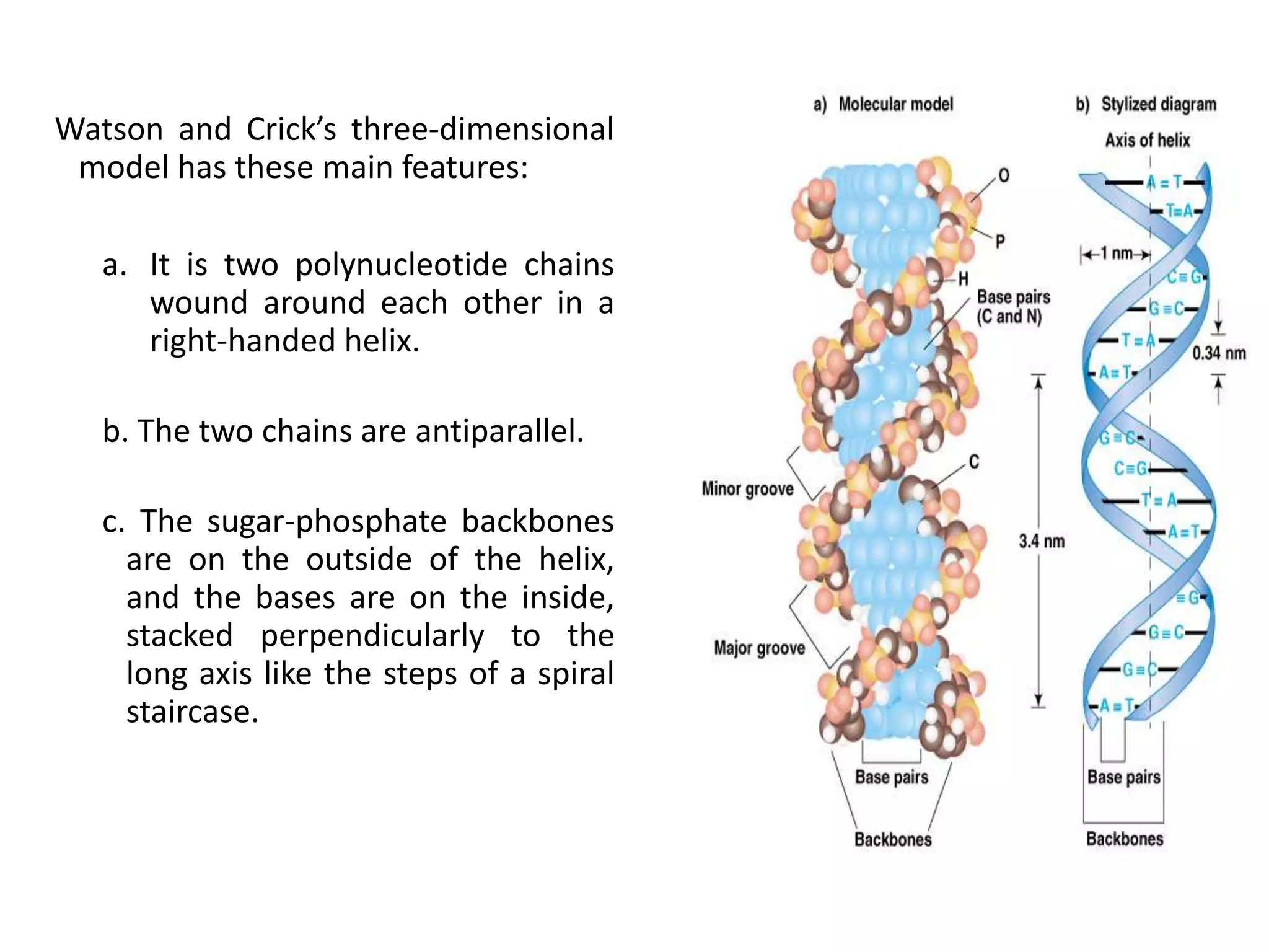 DNA structure | PPT