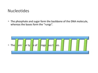 DNA structure | PPT