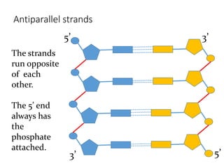 DNA structure | PPT