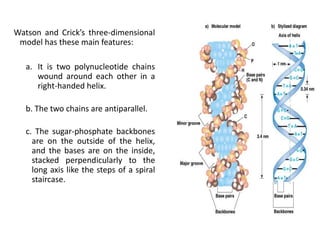 DNA structure | PPT