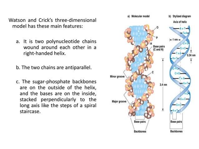 DNA structure | PPT