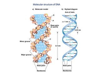 DNA structure | PPT