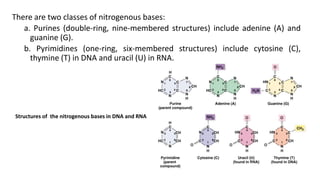 Principles of microbial genetics | PPTX