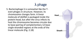 Principles of microbial genetics | PPTX