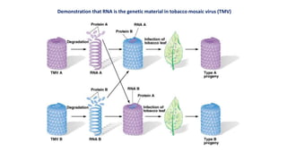 RNA as a genetic material | PPTX