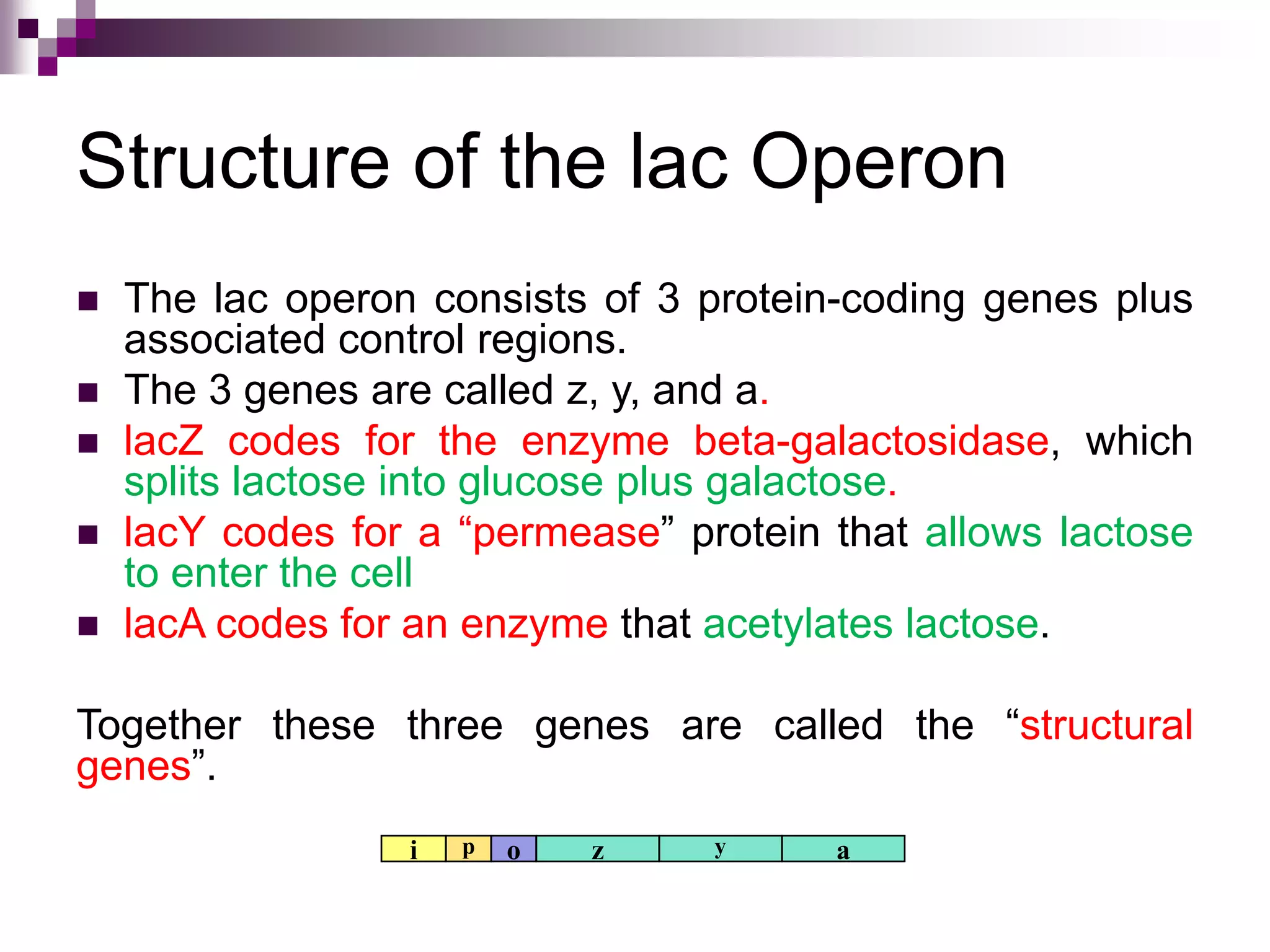 Lac operon | PPT