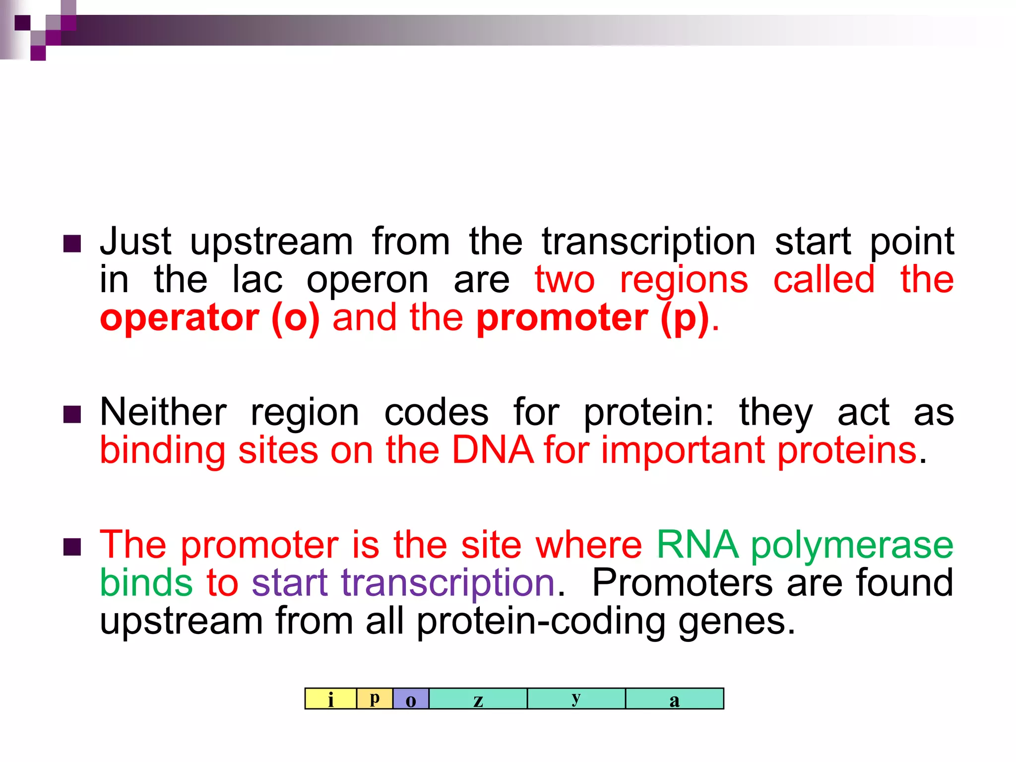Lac operon | PPT