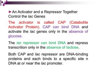 Lac operon | PPT
