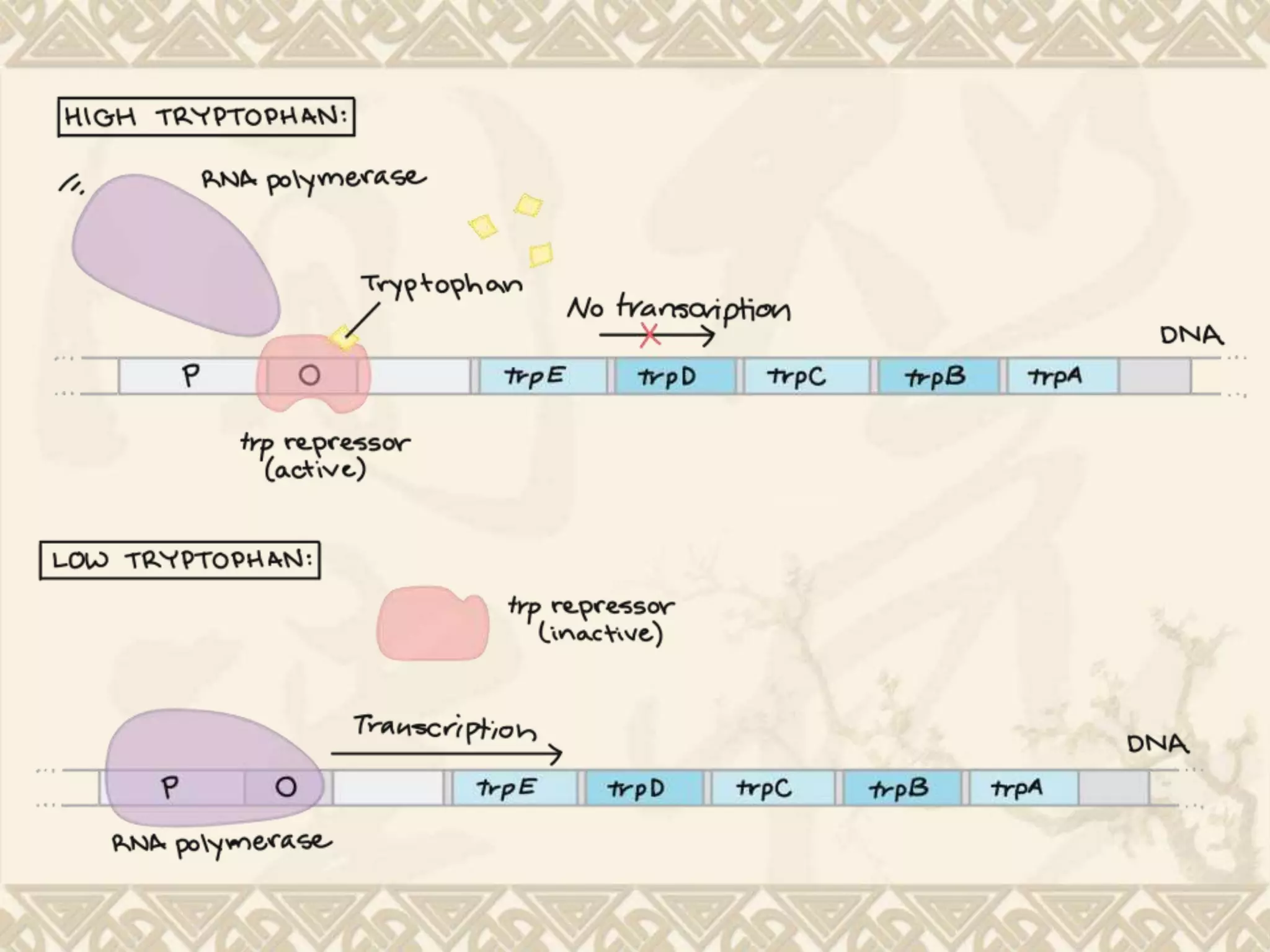 Trp operon | PPT