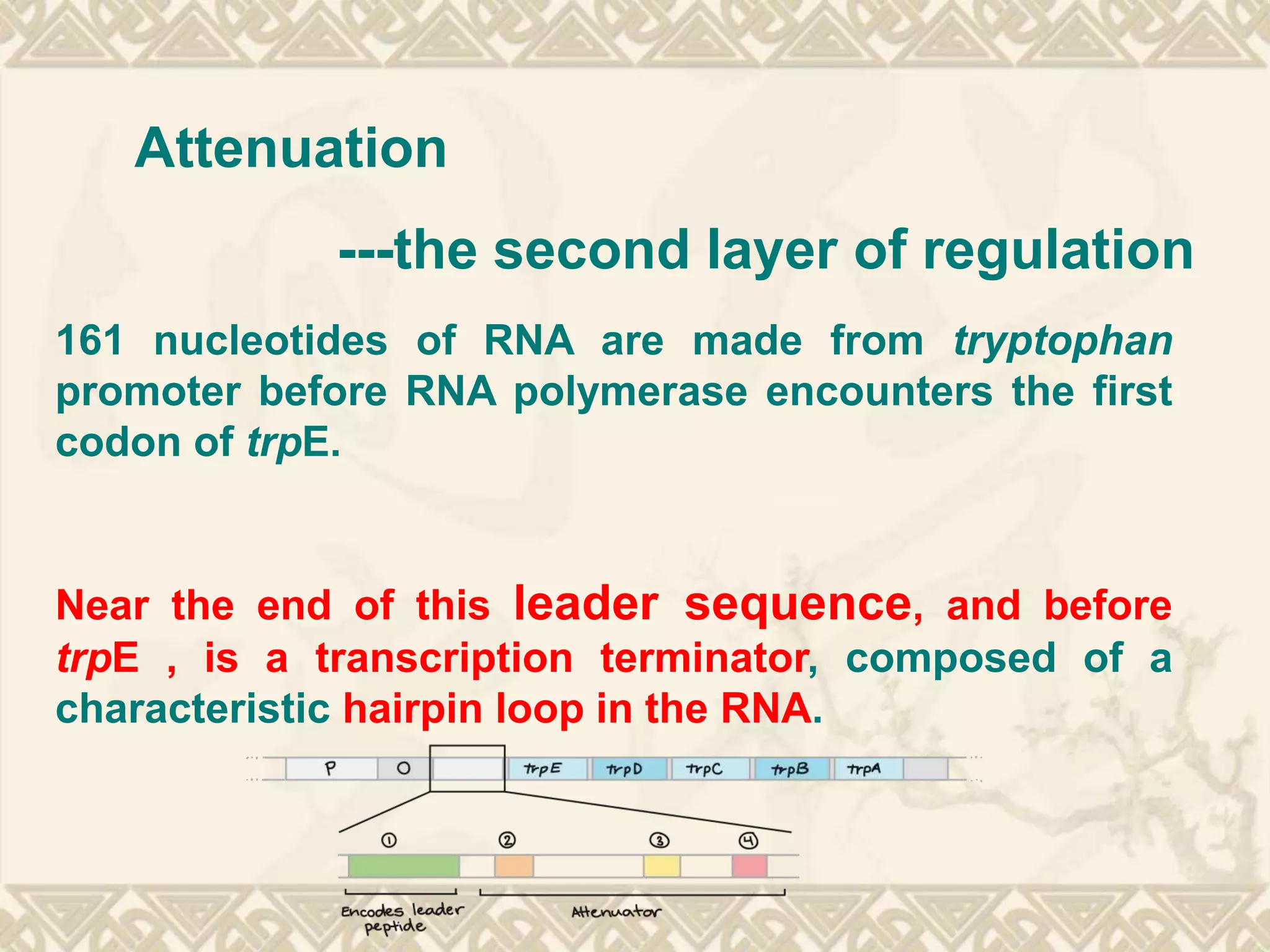 Trp operon | PPT