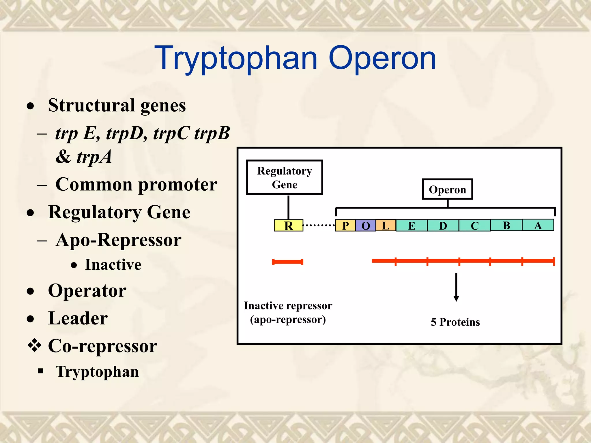 Trp operon | PPT