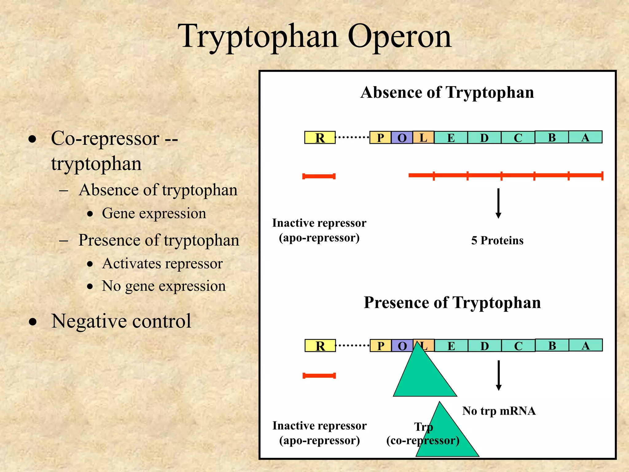 Trp operon | PPT