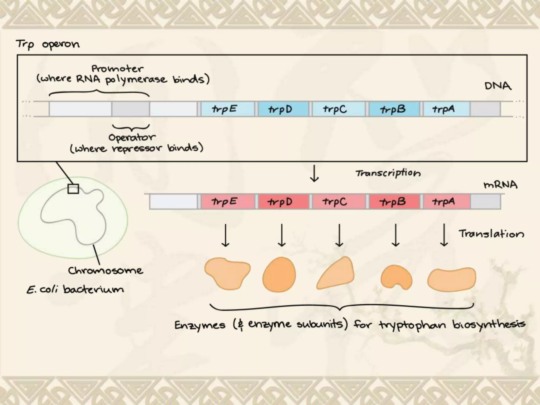 Trp operon | PPT