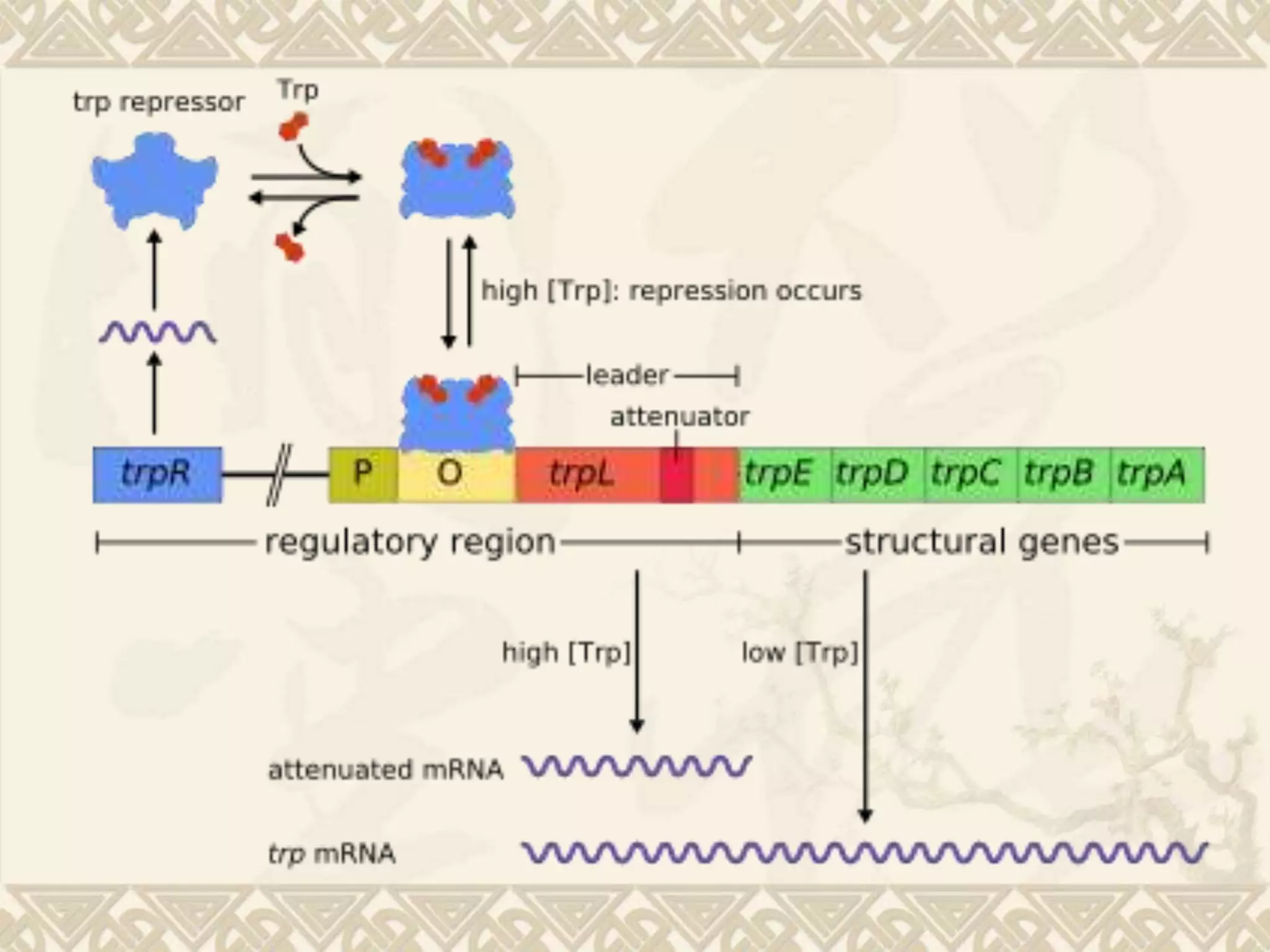 Trp operon | PPT
