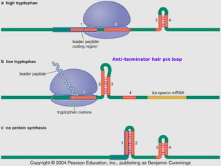 Trp operon | PPT