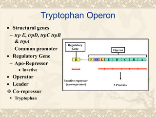Trp operon | PPT
