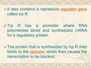 Trp operon | PPT
