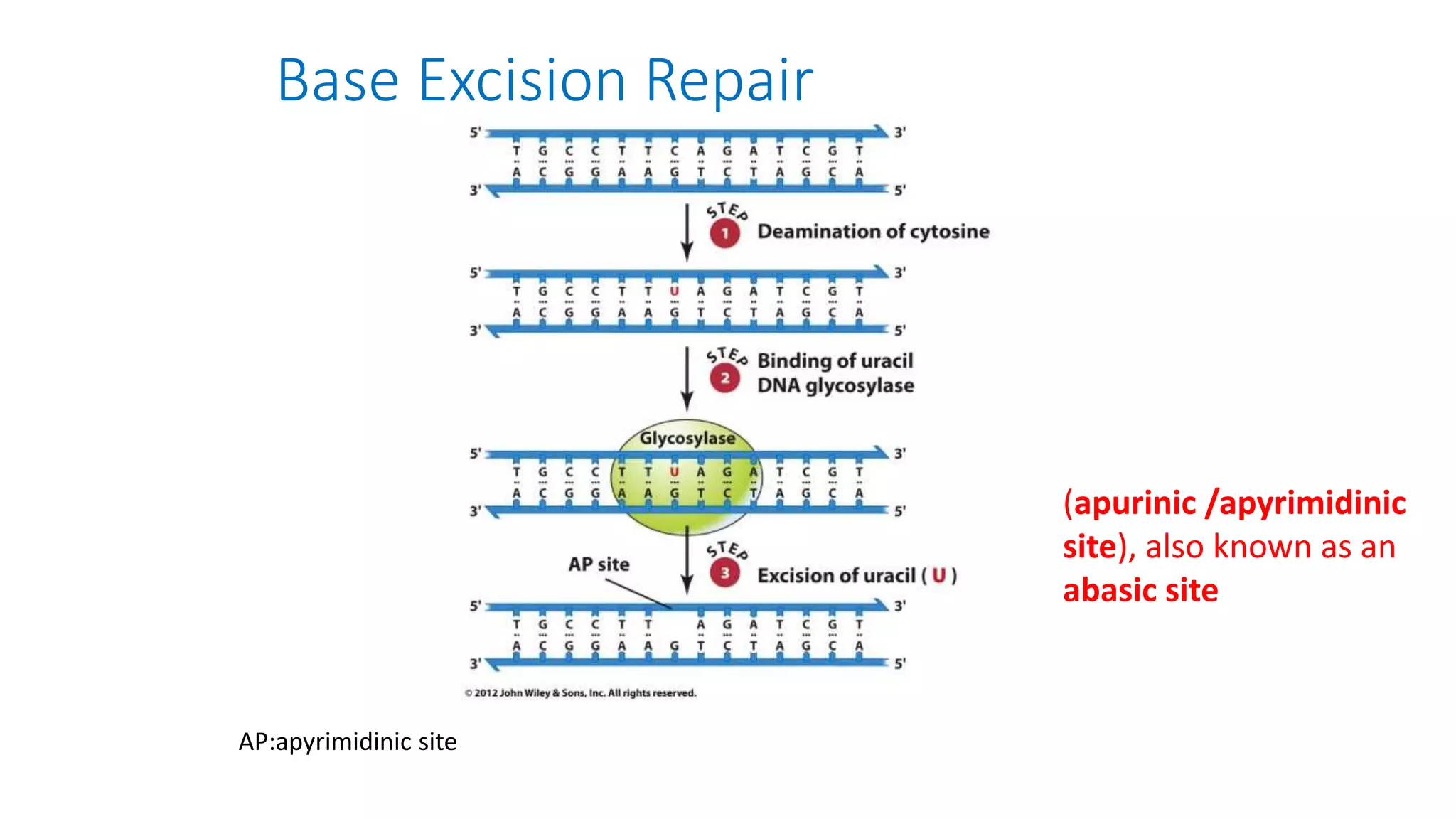 DNA repair mechanism | PPTX