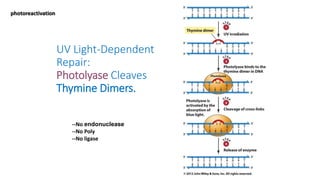 DNA repair mechanism | PPTX | Genetics | Science