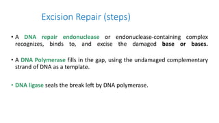 DNA repair mechanism | PPTX