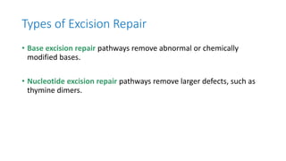 DNA repair mechanism | PPTX