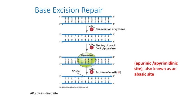DNA repair mechanism | PPTX | Genetics | Science