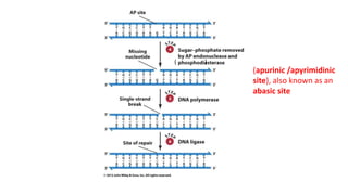 DNA repair mechanism | PPTX