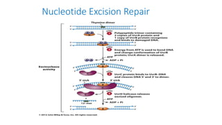 DNA repair mechanism | PPTX